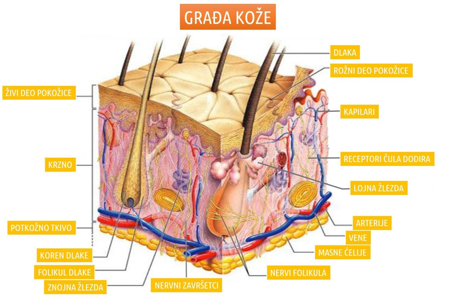 Struktura kose i dlake - Happy Team